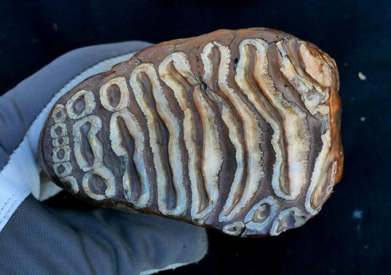 1 million-year-old bacterial DNA found in mammoth remains