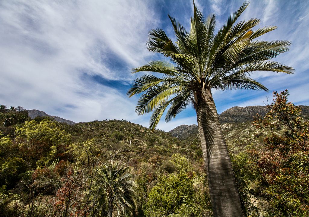 5 Parques Nacionales De Chile Perfectos Para Visitar Esta Primavera 5 Parques Nacionales De Chile Perfectos Para Visitar Esta Primavera