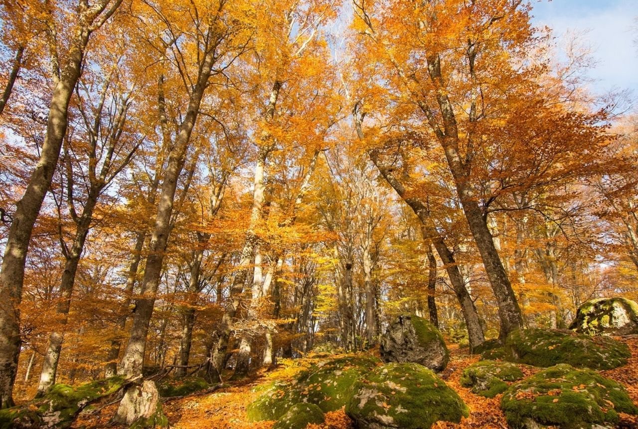 5 percorsi nel bosco alla scoperta dell'autunno nel Lazio: dal Bosco ...