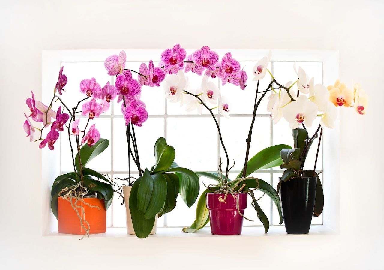 5 indoor plants that bloom all year round