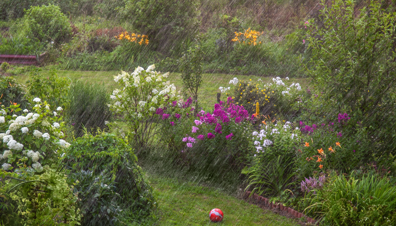 7 cosas que debes hacer con tus plantas antes de una tormenta tropical ...