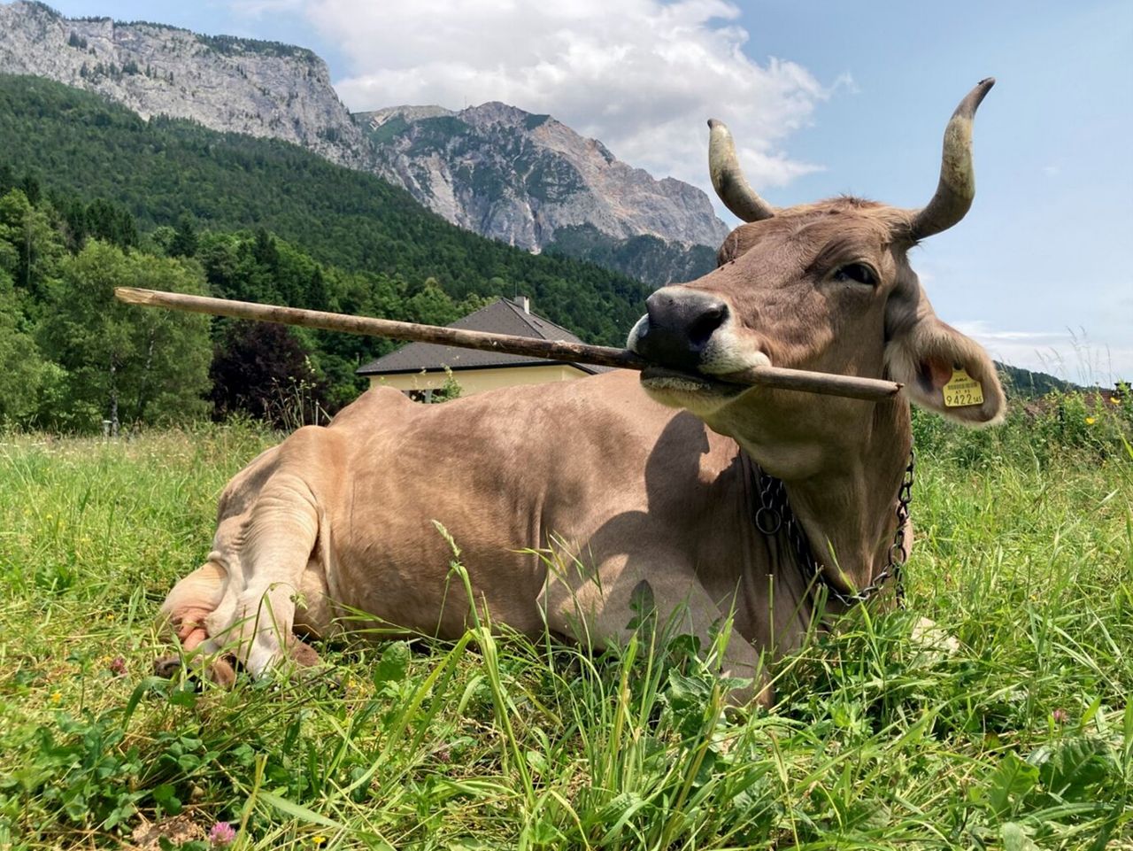 A Cow’s Multi-Purpose Tool Use Surprises Researchers