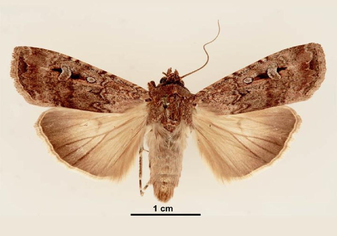 La falena australiana è il primo invertebrato conosciuto che usa le ...