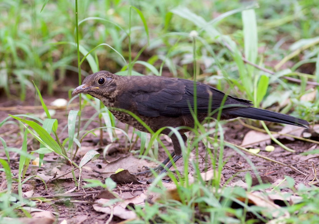 A new study reveals that Chinese blackbirds can mimic man-made sounds