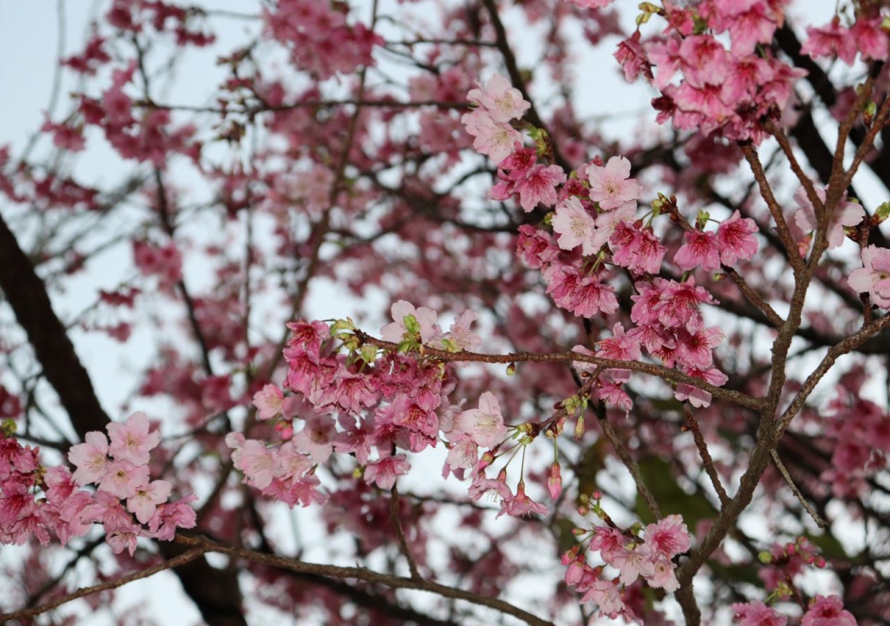 A primavera é a época-chave para a floração das cerejeiras: damos-lhe ...