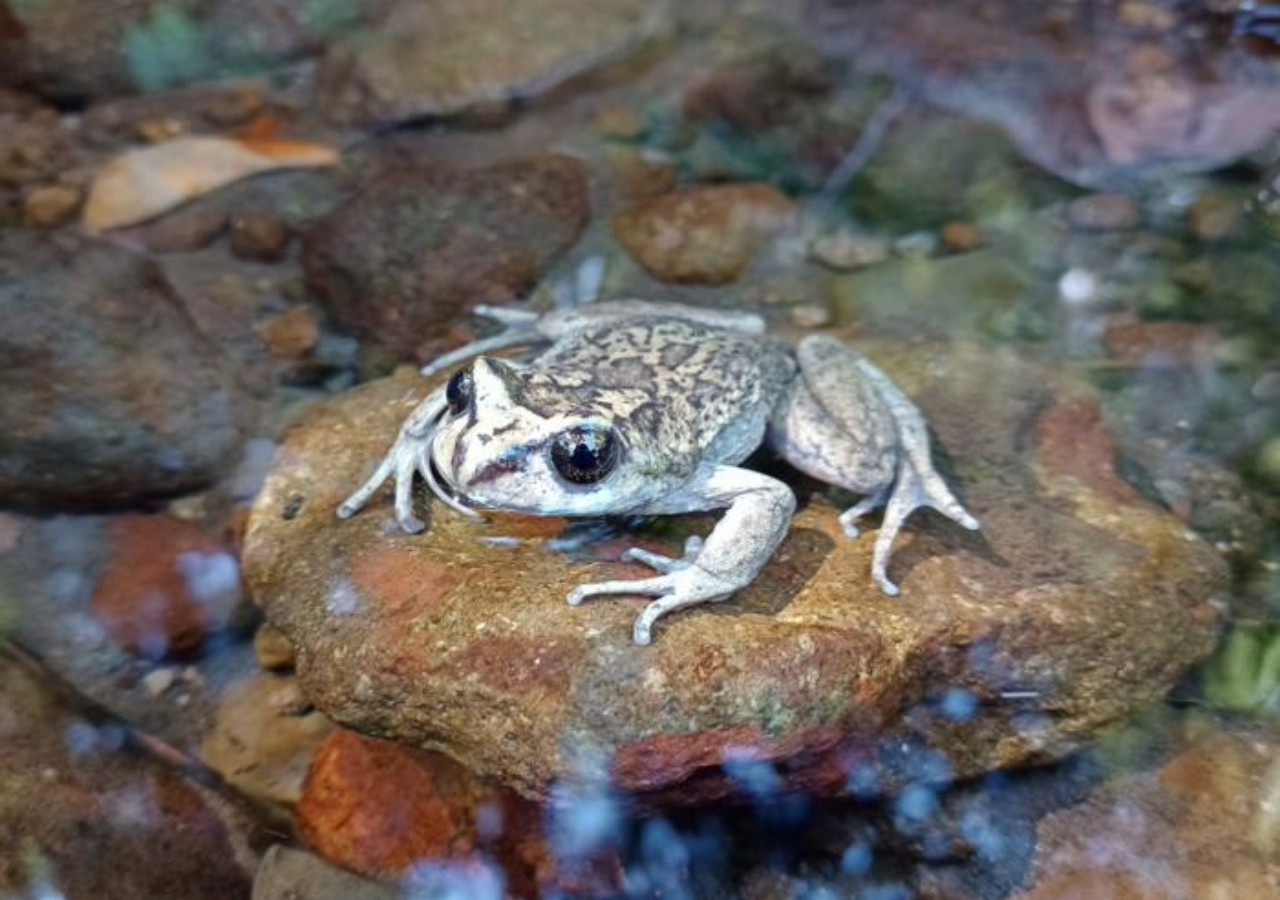 Rare frog species rediscovered after 130 years