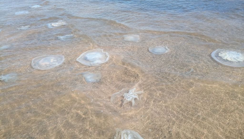 ¿Adiós a las medusas en las playas? Una nueva boya española logra ...