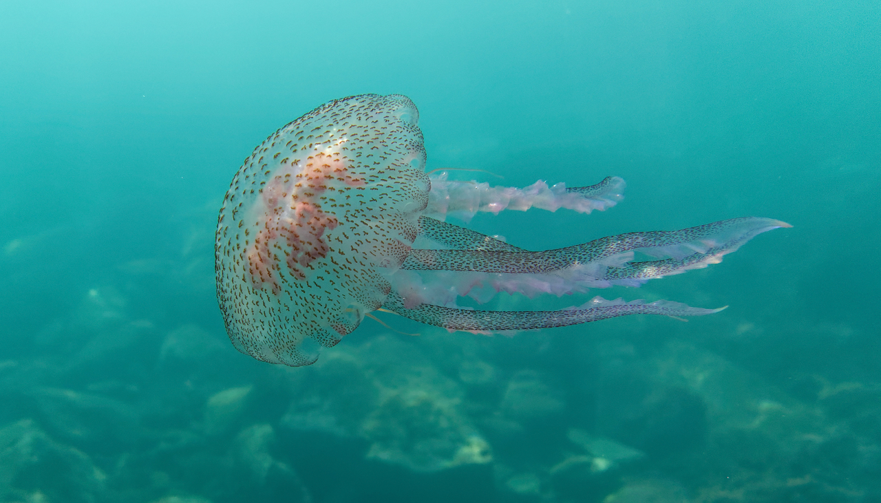 ¿Adiós a las medusas en las playas? Una nueva boya española logra ...