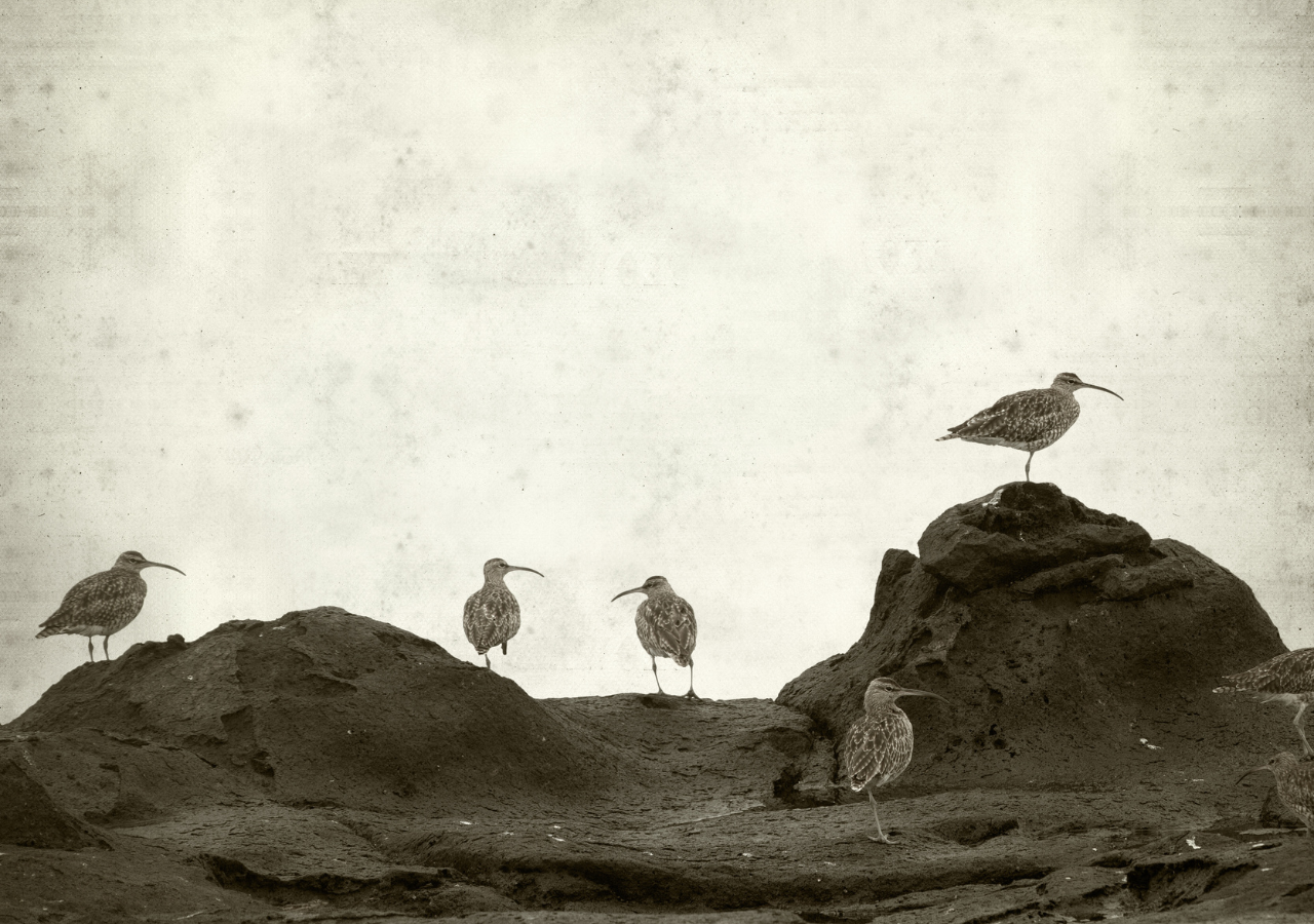 ¡Adiós para siempre! La UICN confirma 6 animales declarados extintos en ...