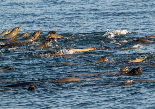 Receta de la Rosca de Reyes Magos tradicional, paso a paso