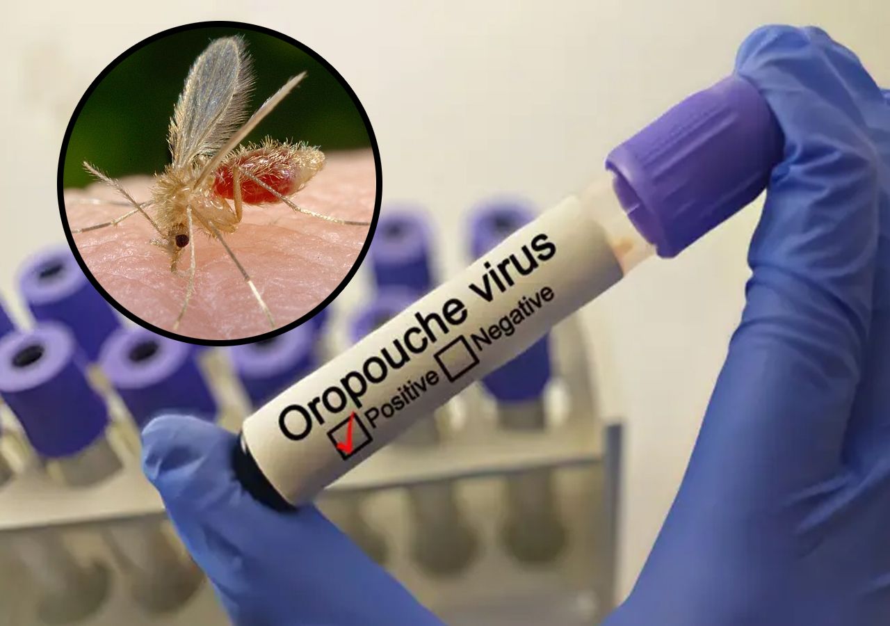 Alerta virus: ¿Qué es el virus Oropouche y por qué es una amenaza ...
