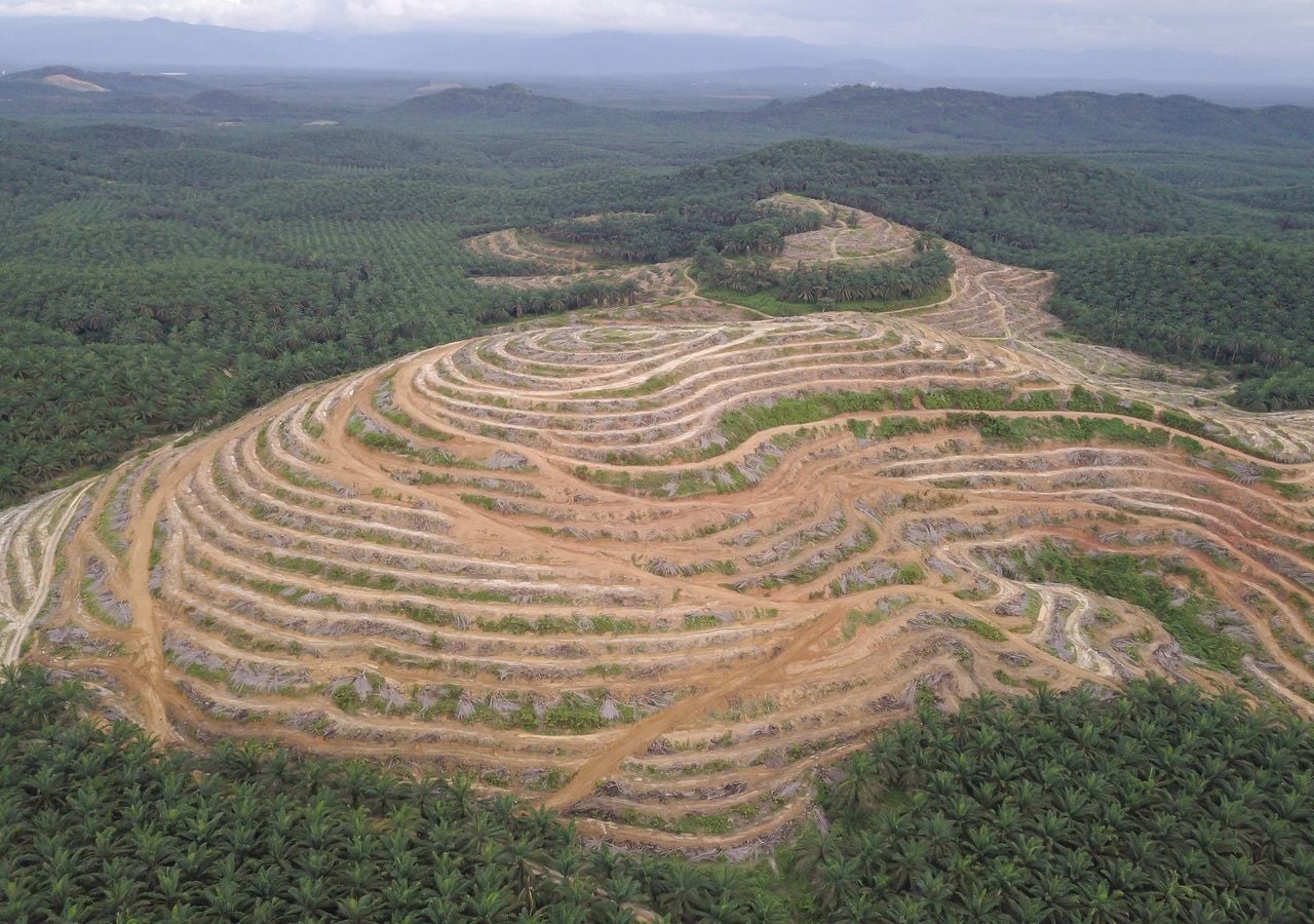 Gran proyecto verde en Ecuador: conservar cerca de 2 millones de ...