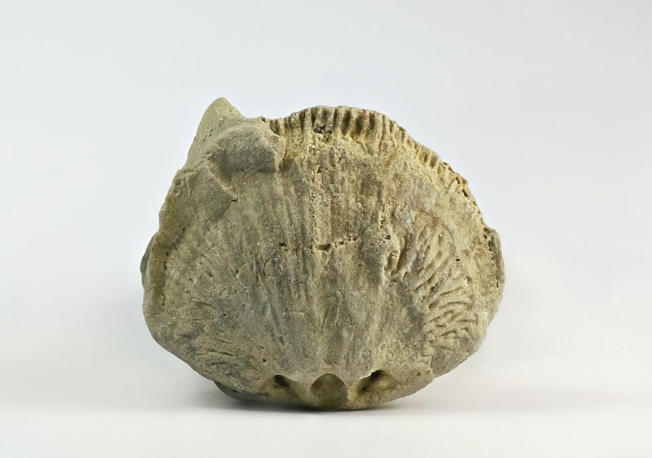 Ancient brachiopods were evolving new shell shapes after the End ...