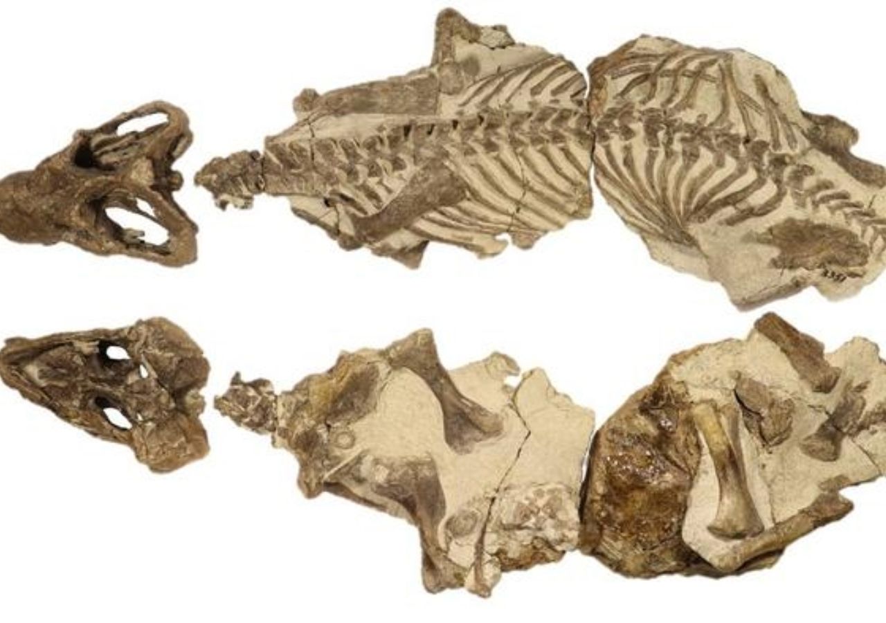 This animal evolved bodily structures to survive and thrive during a ...