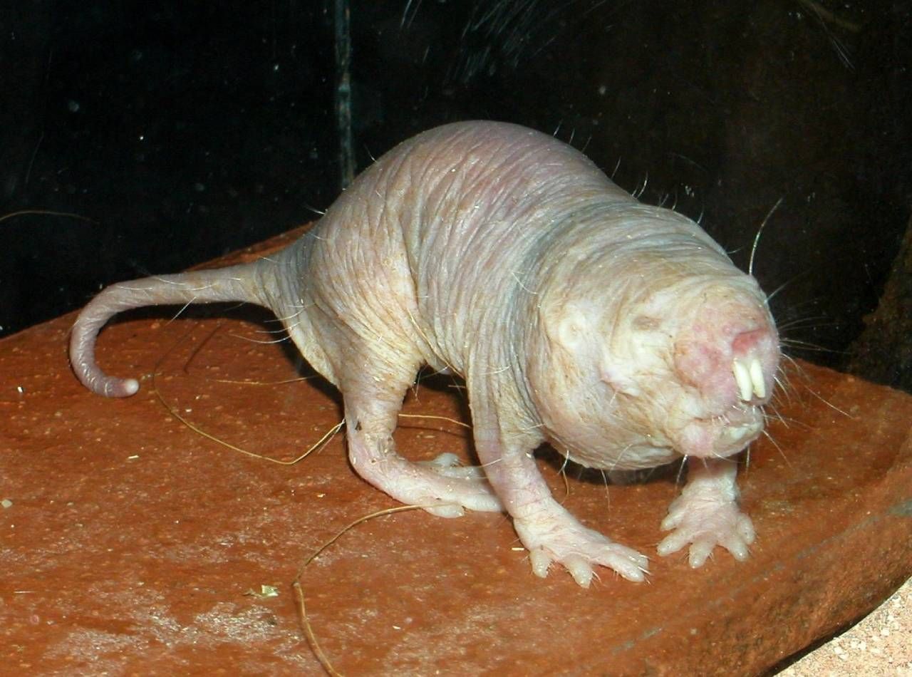 Animal raro: este mamífero não sente dor, não tem sangue quente e ...