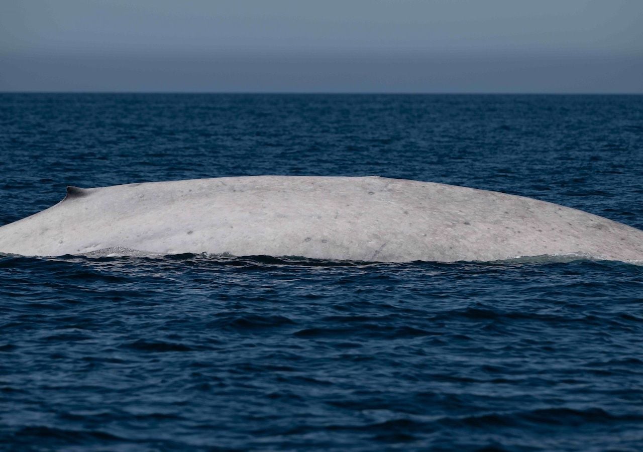 Aparece una ballena azul albina en aguas de Baja California Sur, un ...
