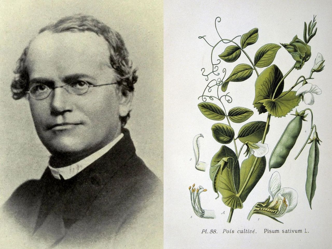 ¿Sabías que el padre de la genética, Gregor J. Mendel, hizo grandes ...