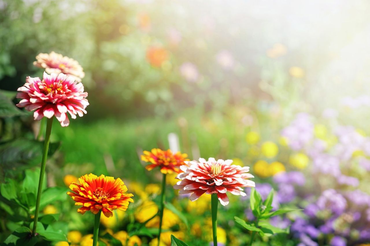 April Showers Bring May Flowers, What Should You Be Planting This Month ...