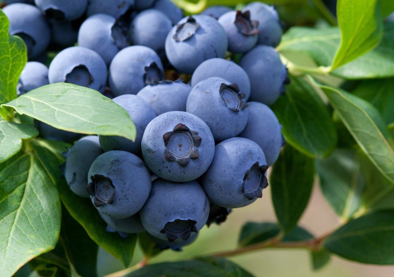 Arándanos: el oro azul que previene todo tipo de enfermedades y alarga ...