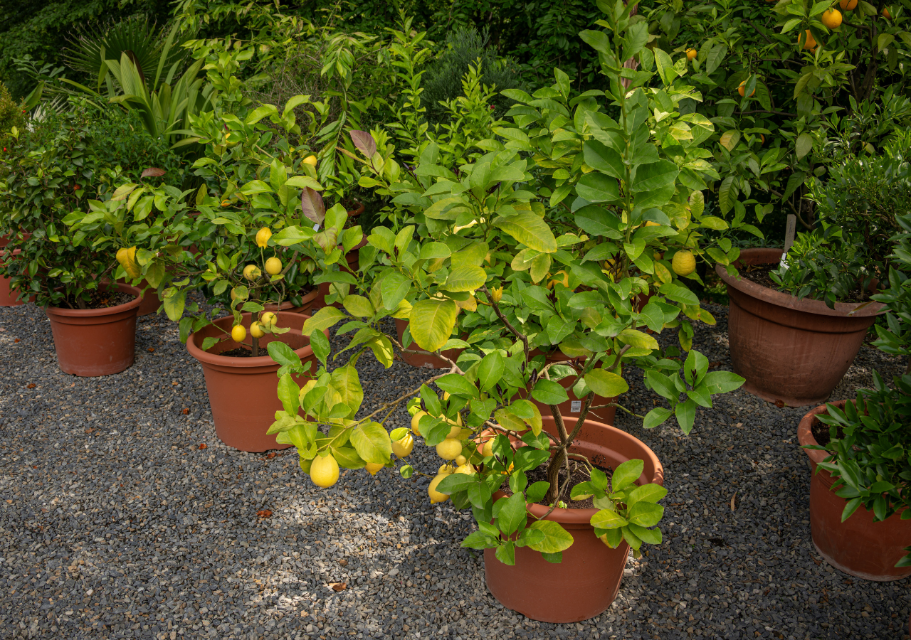 Plantas Frutales De Bajo Mantenimiento Comprar Arboles Frutales
