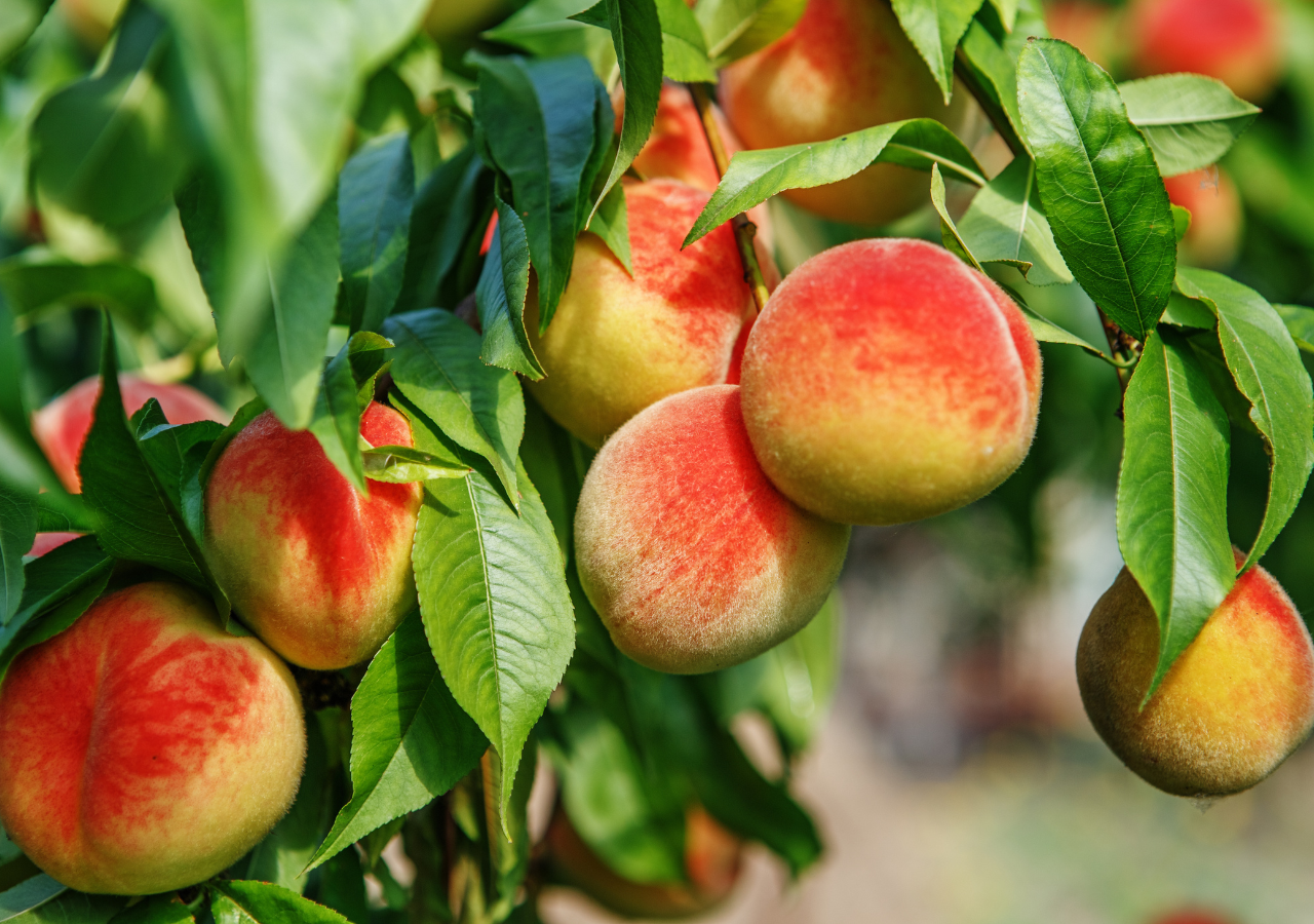 Árboles frutales que se podan en septiembre en México: guayabo, durazno ...