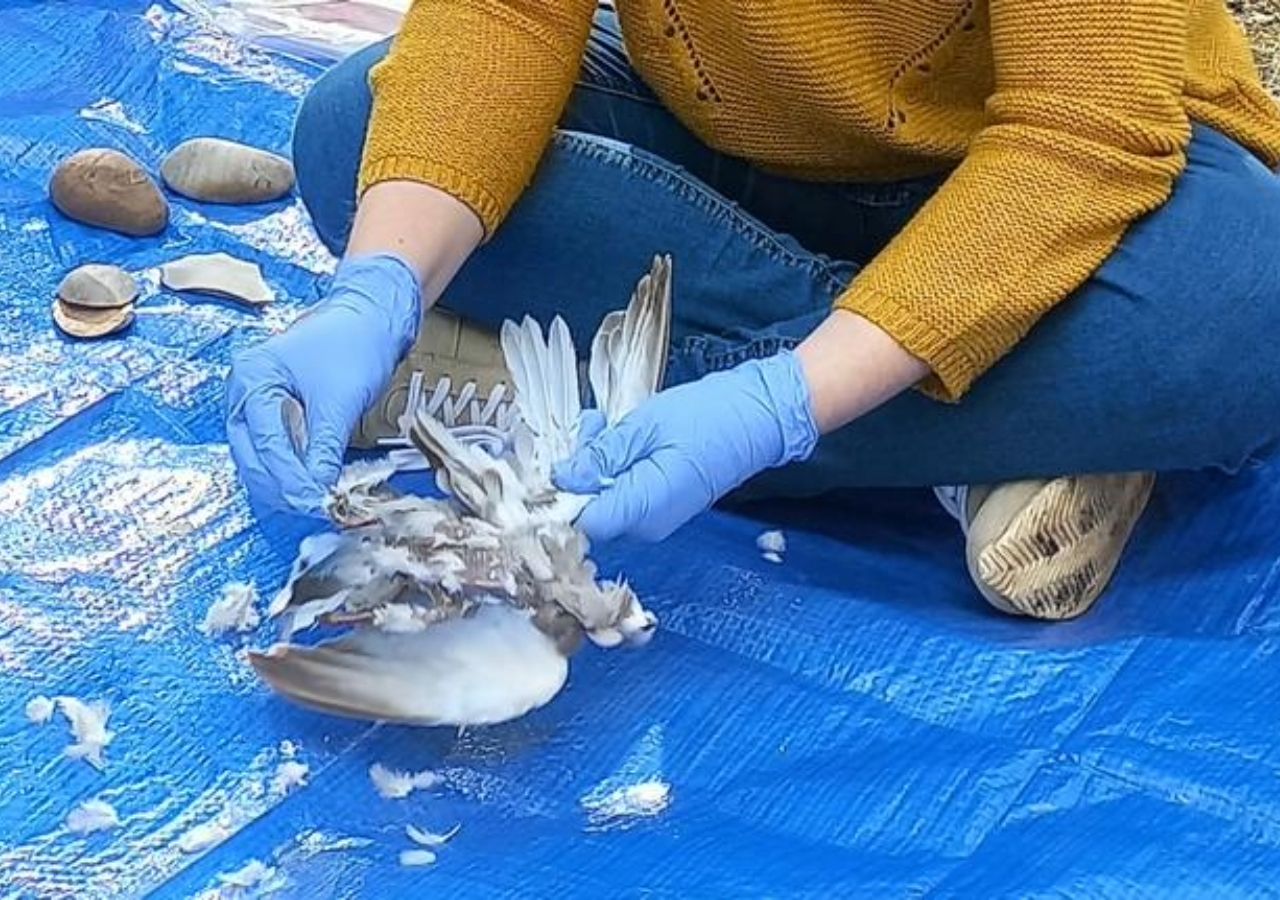 Archaeology: How to cook like a Neanderthal!