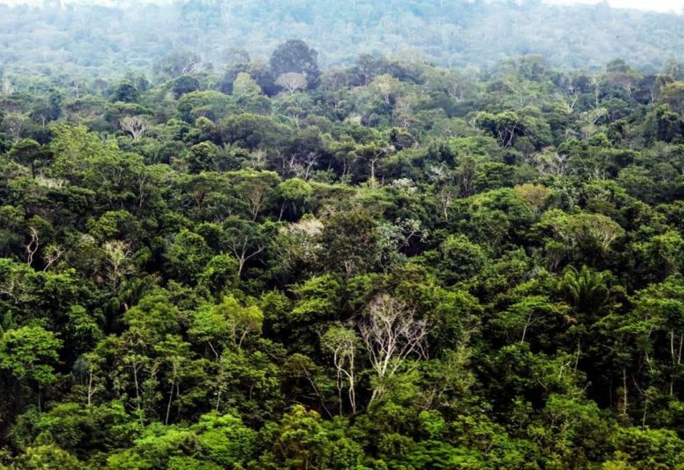 Las áreas más importantes de la Amazonía para la biodiversidad sufren ...