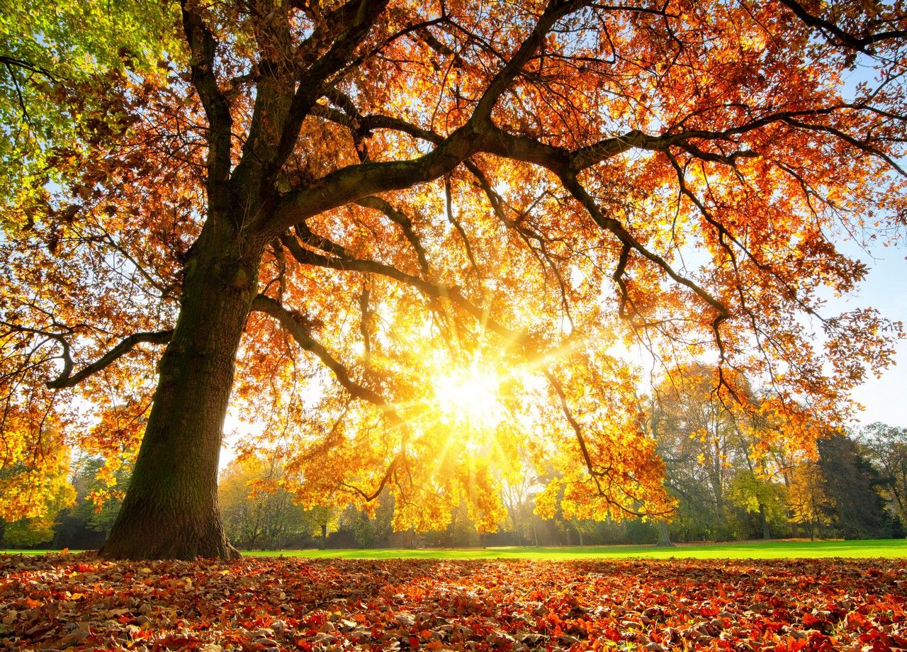 Arrivée de l'automne : pourquoi les feuilles des arbres changent de ...