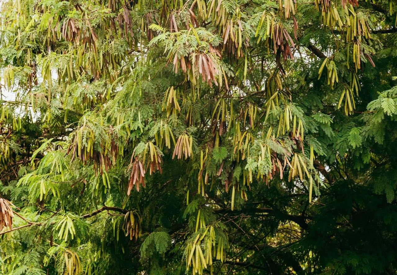 Árvore invasora: esta espécie está se espalhando pelo Brasil e ameaça a ...