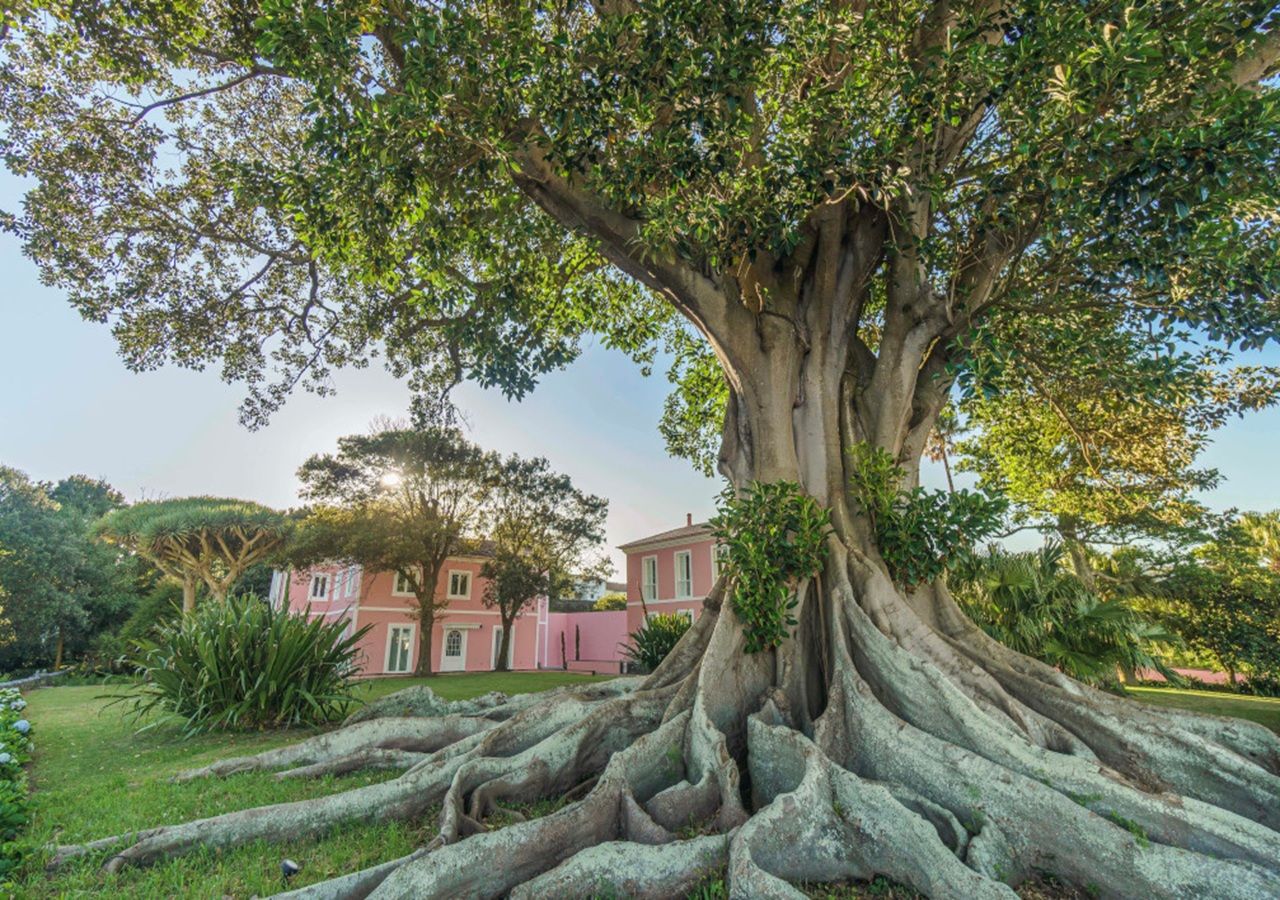 Voting in Portugal has begun for The Tree of the Year