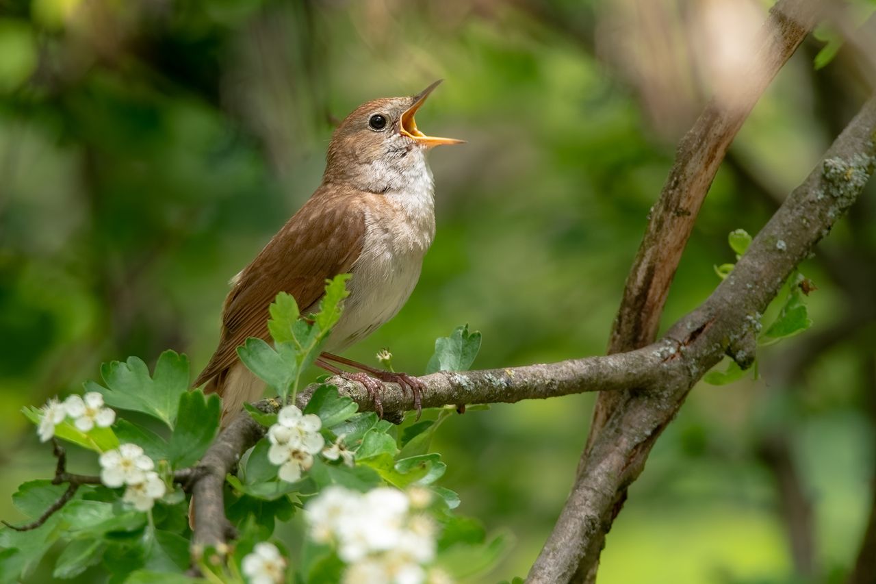 ‘Astonishing’ boost to wildlife at pioneering rewilding project