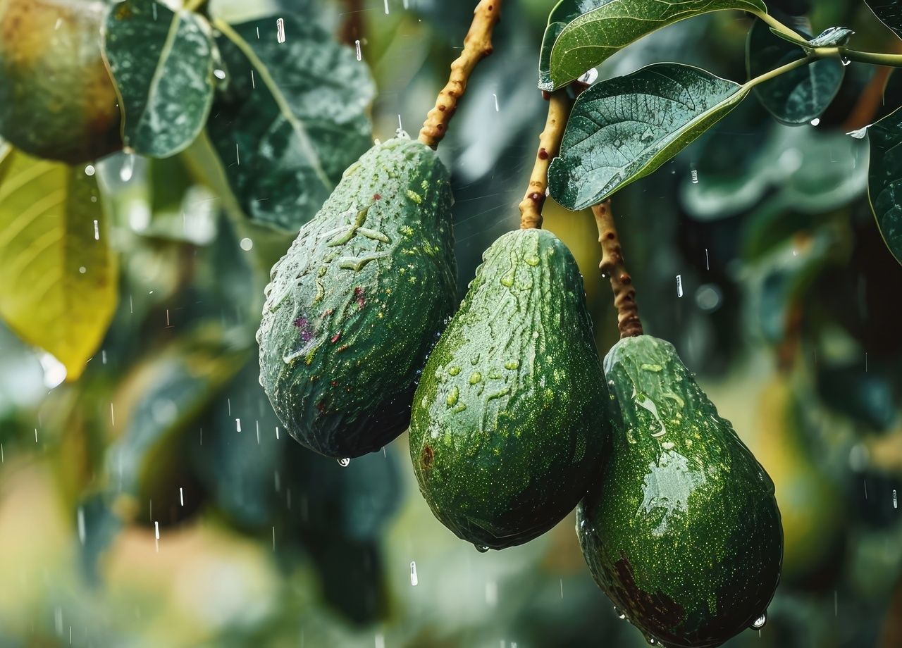 Attention ! Ce fruit très apprécié pourrait bientôt disparaître à cause ...