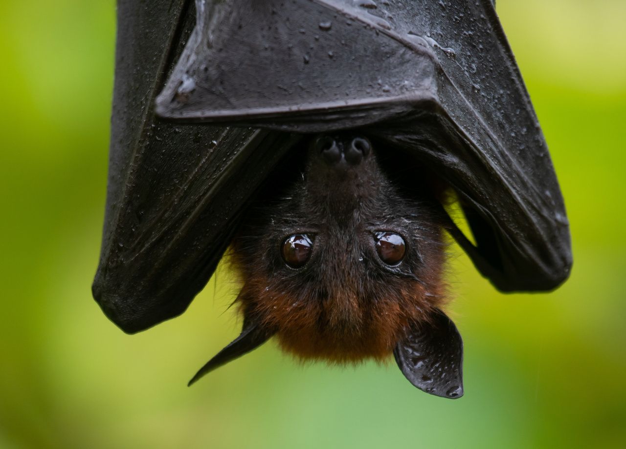 Sex triplex celeste after her initial screening I finally