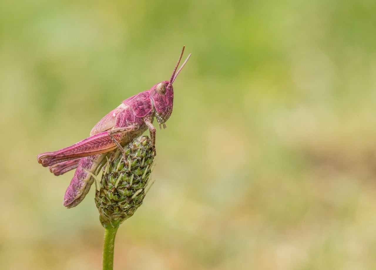 Have you ever seen a pink grasshopper? Extremely rare, a specimen has ...
