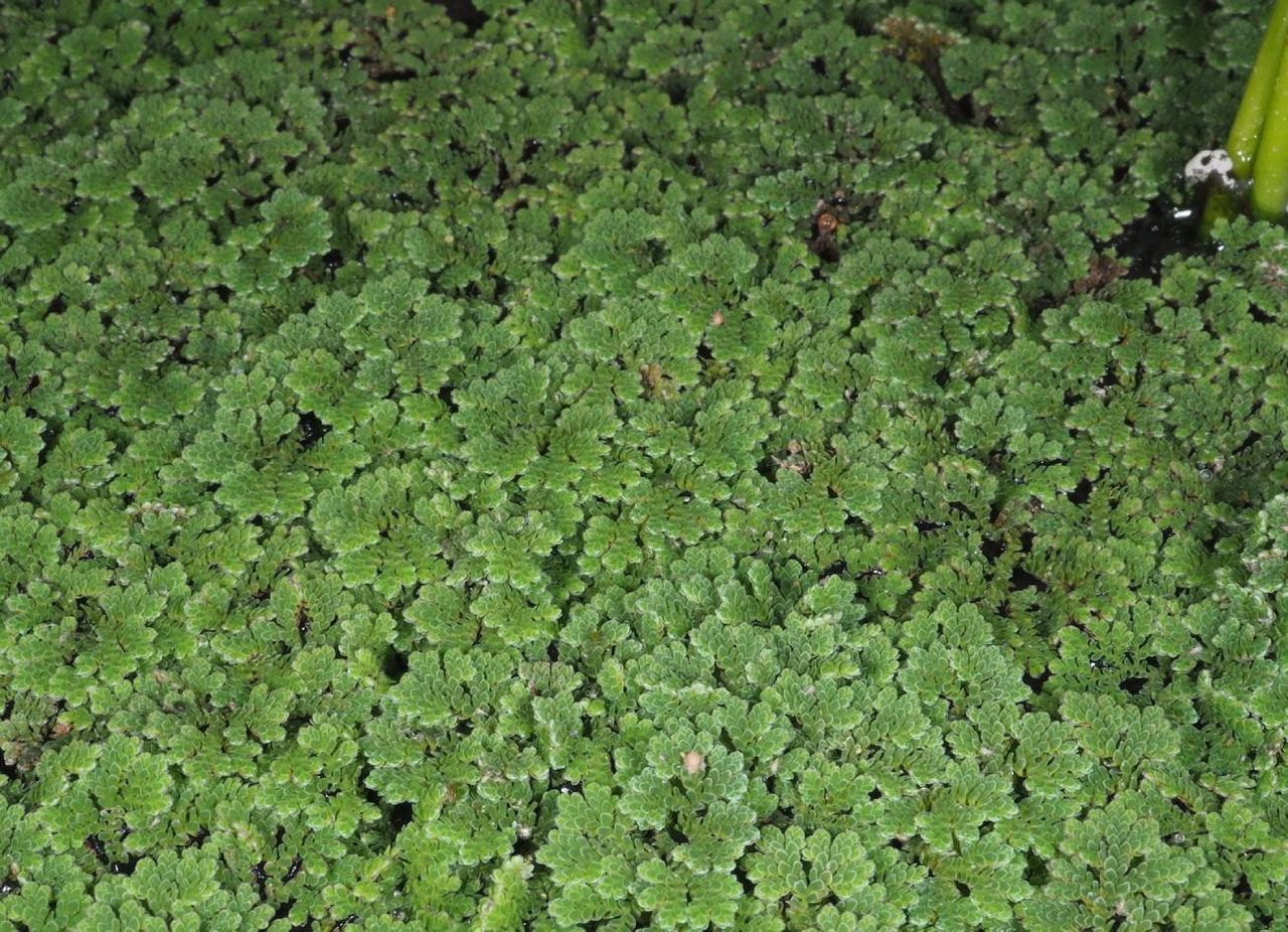 Azolla: una planta acuática prodigiosa que podría mejorar la seguridad ...