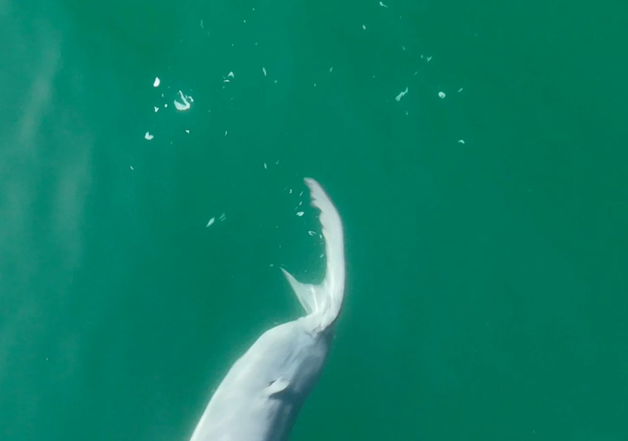 Grande Tubarao Branco, Bebe