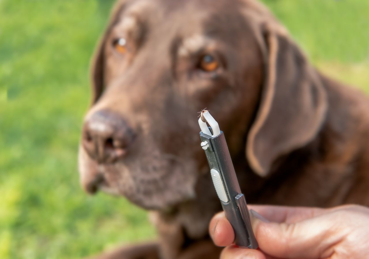The key to reducing tick populations and mitigating tick-transmitted ...