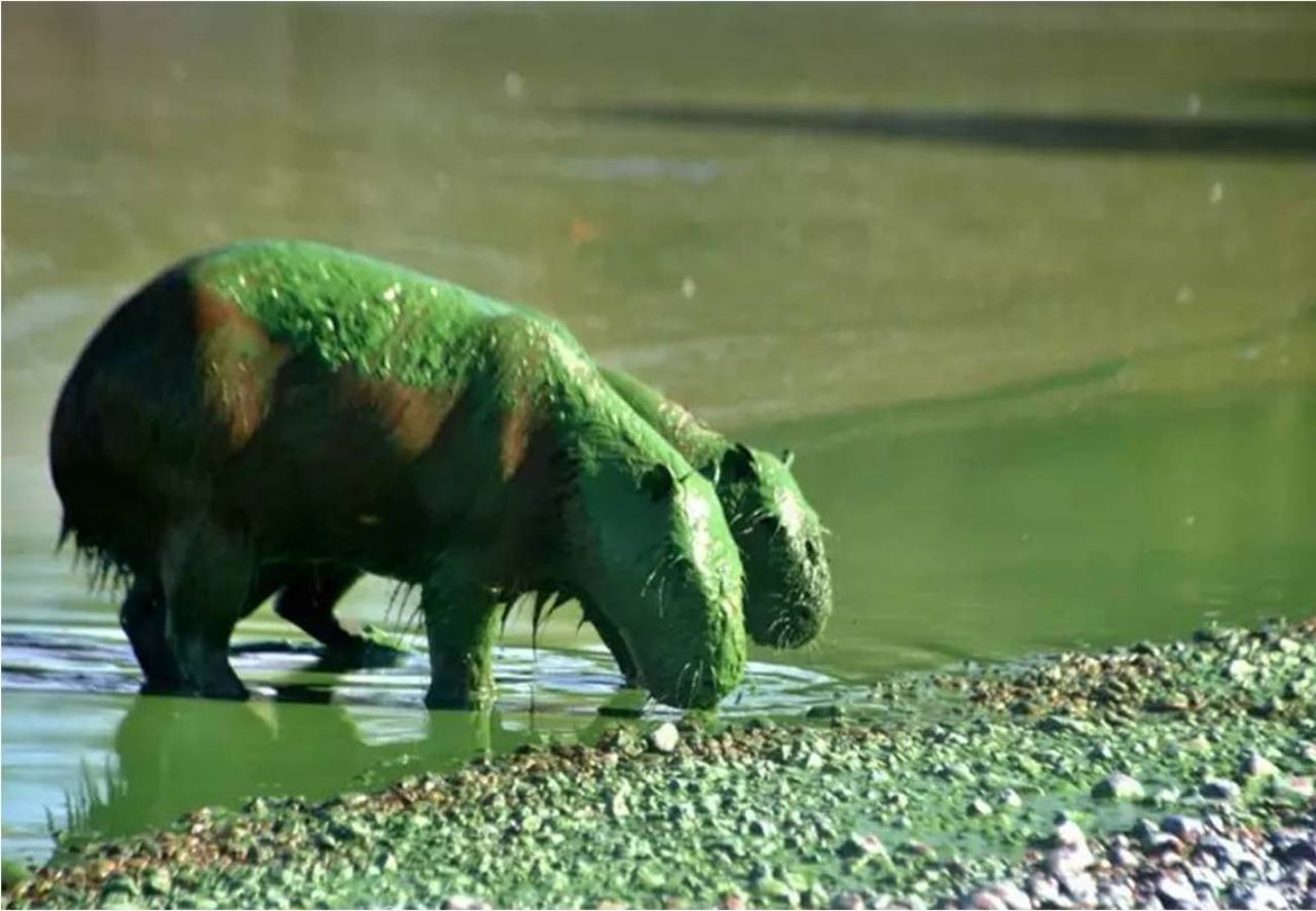 Harmful bacteria in a river in Argentina leaves capybaras ‘green ...