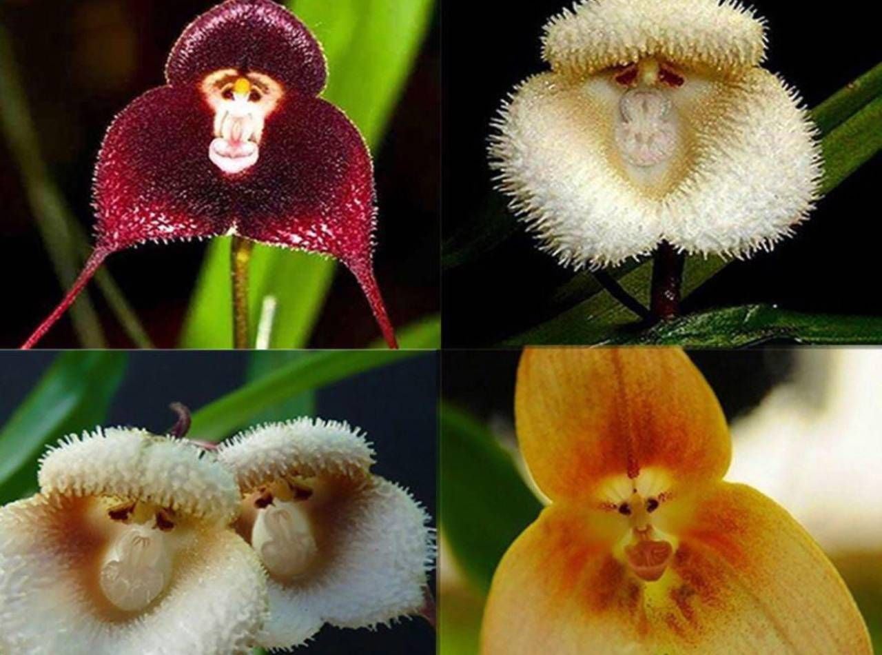 Affen-Gesicht, Ballerina, Taube: Entdecken Sie 7 exotische ...