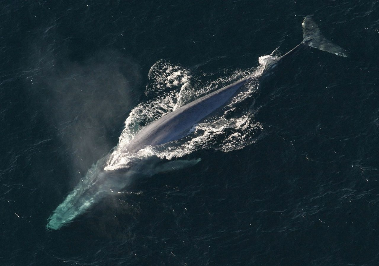 Las especies de ballenas barbadas cantan mucho más bajo para evitar ...
