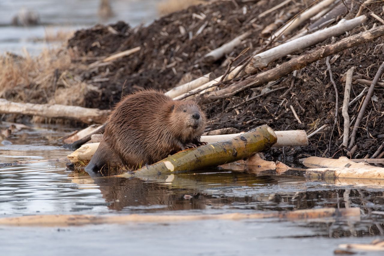 Beavers: Allies in Restoring Water Sources, Supporting Ecosystems, and ...