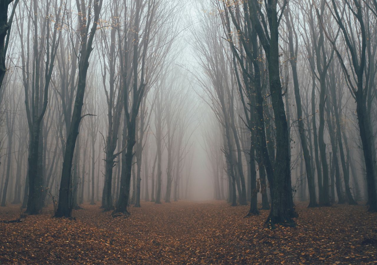 Benditas nieblas: ¿sabes cuáles son las lloronas o 'meonas'?