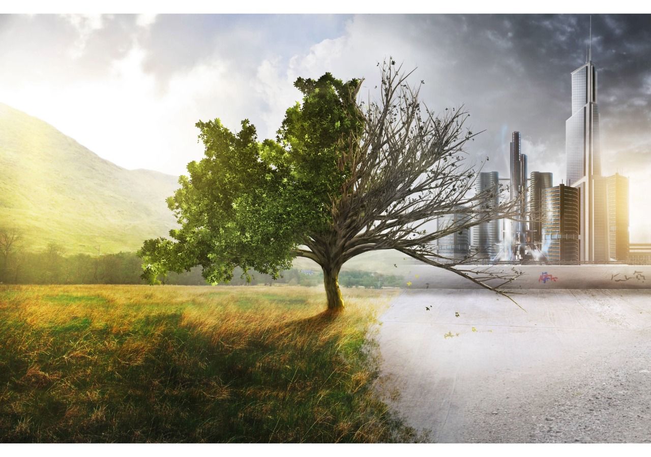 Birds sound the alarm: removing natural buffers erodes ecosystem resilience