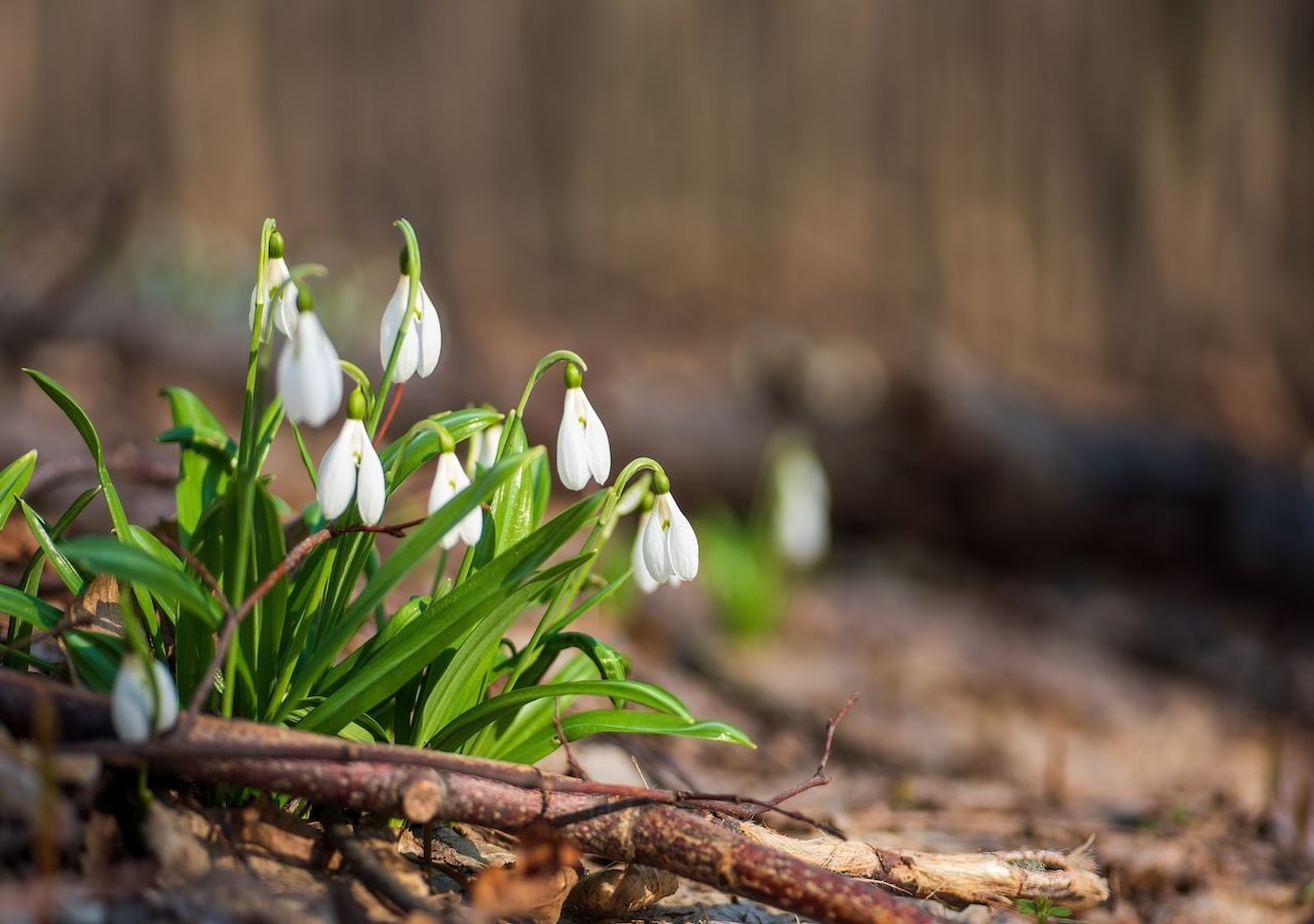 Brighten up a shady spot: the best bulbs to plant under trees