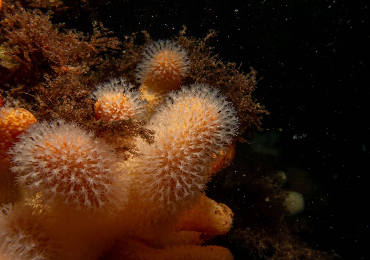 British coral could thrive under climate change