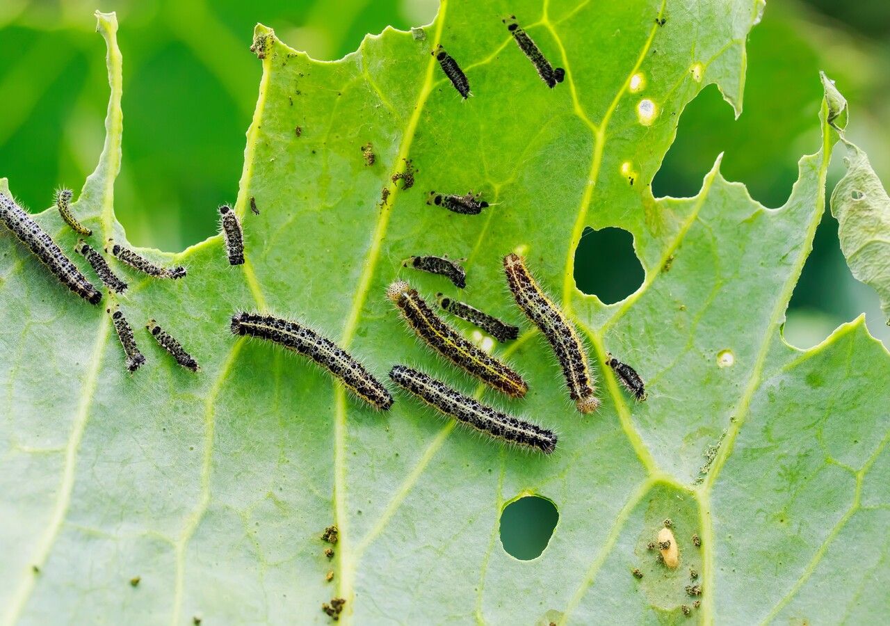 Bruchi mangiatori di foglie: 3 rimedi naturali per allontanarli