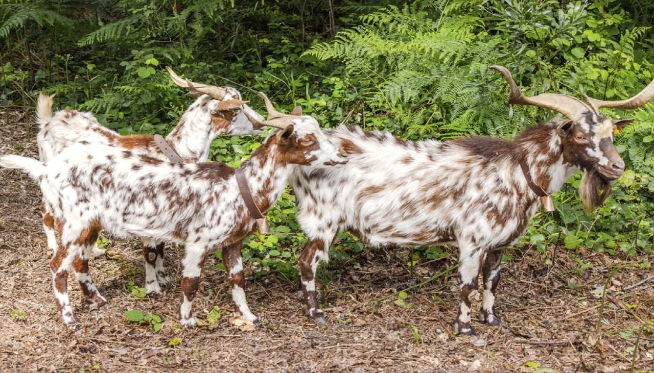 Cabras algarvias ajudam a proteger o Parque da Pena contra incêndios