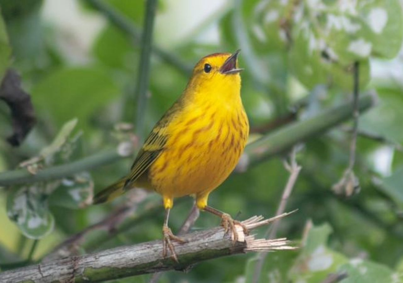 Can birds display ‘road rage’?