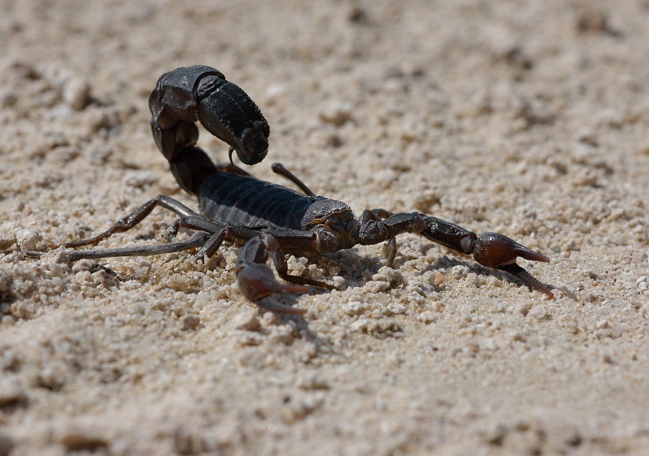 Chaos in Egypt: Scorpion plague after torrential rain and floods