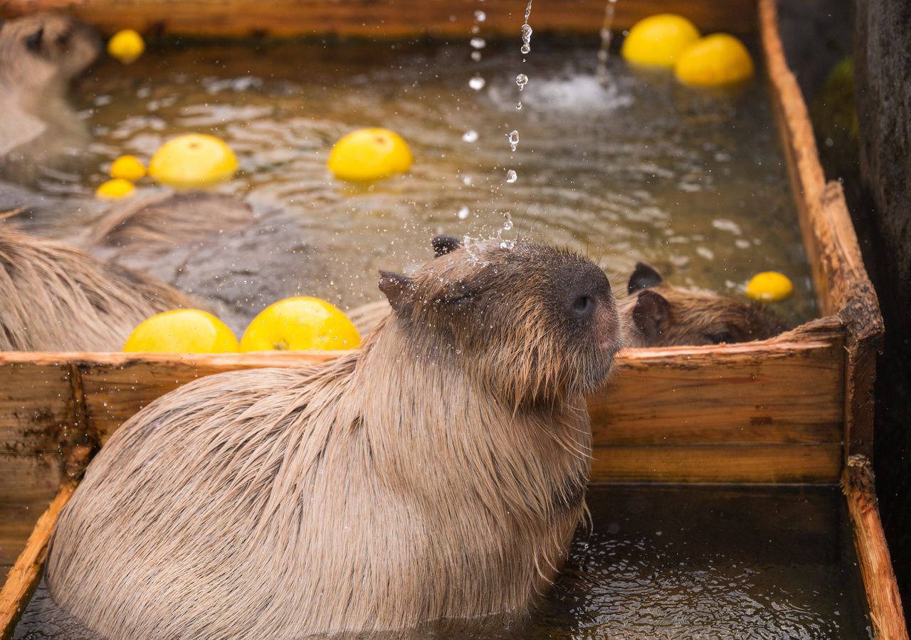Capibaras en México: dónde ver a los roedores más grandes del mundo Capibaras en México: dónde ver a los roedores más grandes del mundo